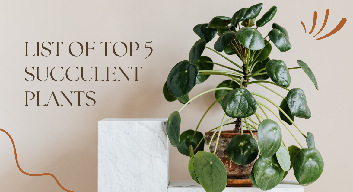 Top 5 Water Storing Plants – 2nd one should be in your bucket list